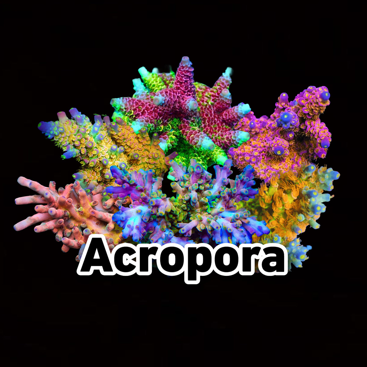 Acropora – Reef Paradise