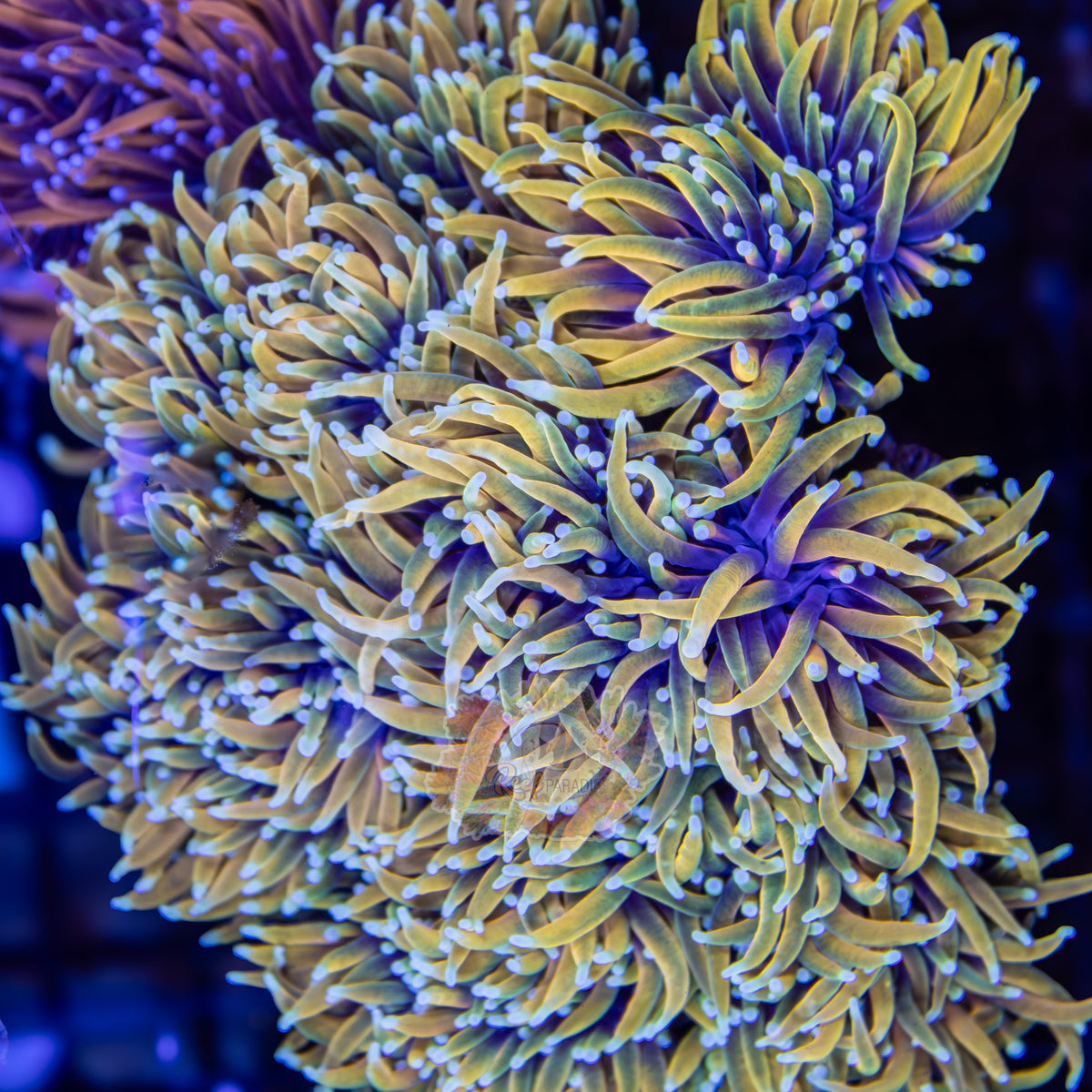 TRUE HELLFIRE TORCH (CULTURED 3+ YEARS) – Reef Paradise