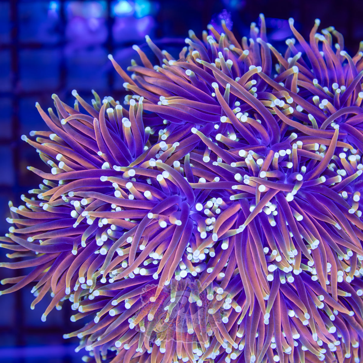 TRUE ULTRA DRAGON SOUL TORCH (CULTURED 3+ YEARS) – Reef Paradise