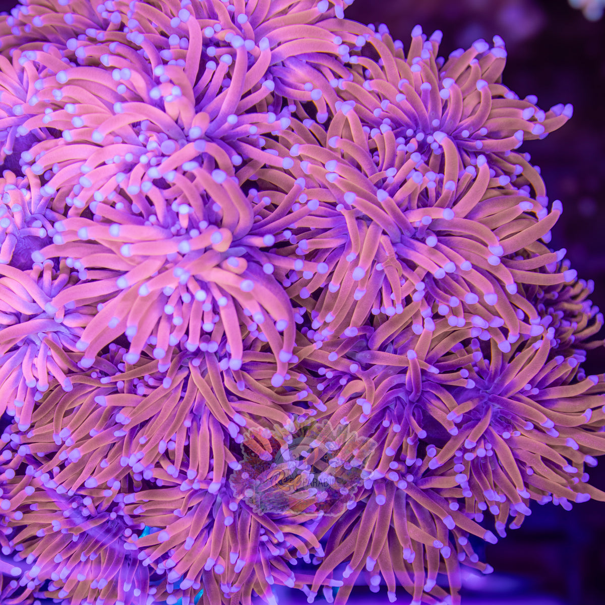 TRUE 24K TORCH (CULTURED 3+ YEARS) – Reef Paradise