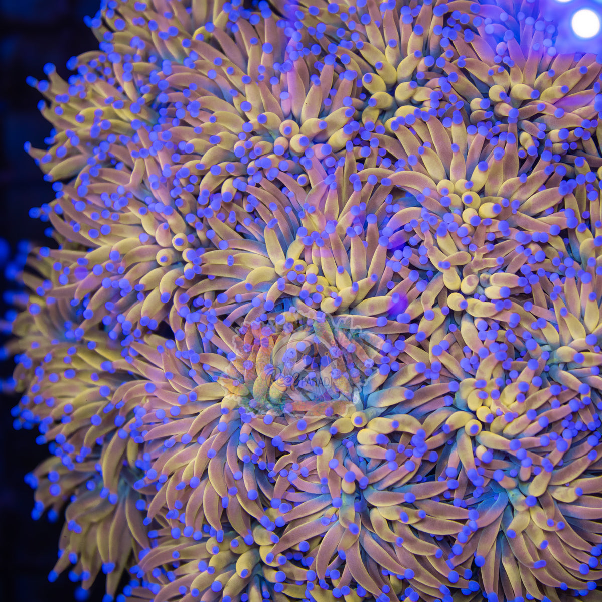 MASTER GRADE RAPUNZEL TORCH (CULTURED 3+ YEARS) INSANE COLOUR – Reef ...