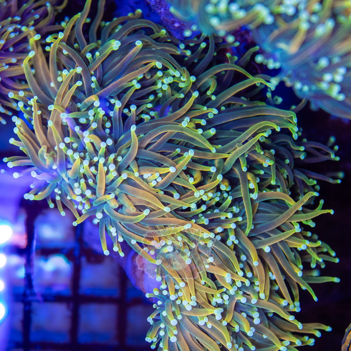 MASTER TORCH (CULTURED 3+ YEARS) – Reef Paradise