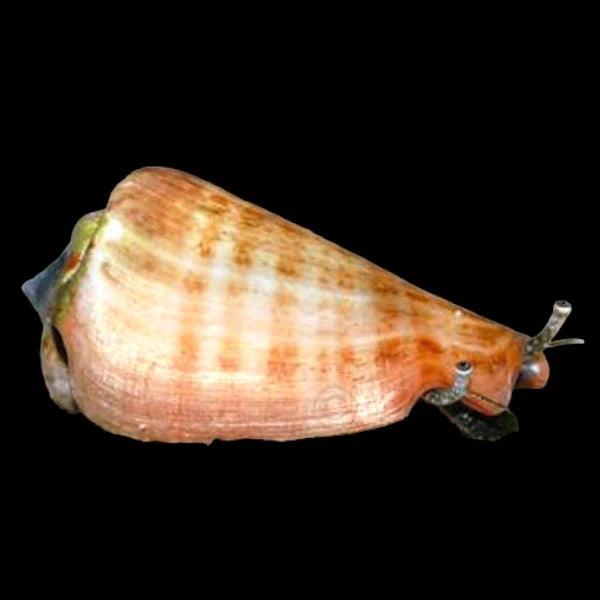 Strawberry Conch – Reef Paradise