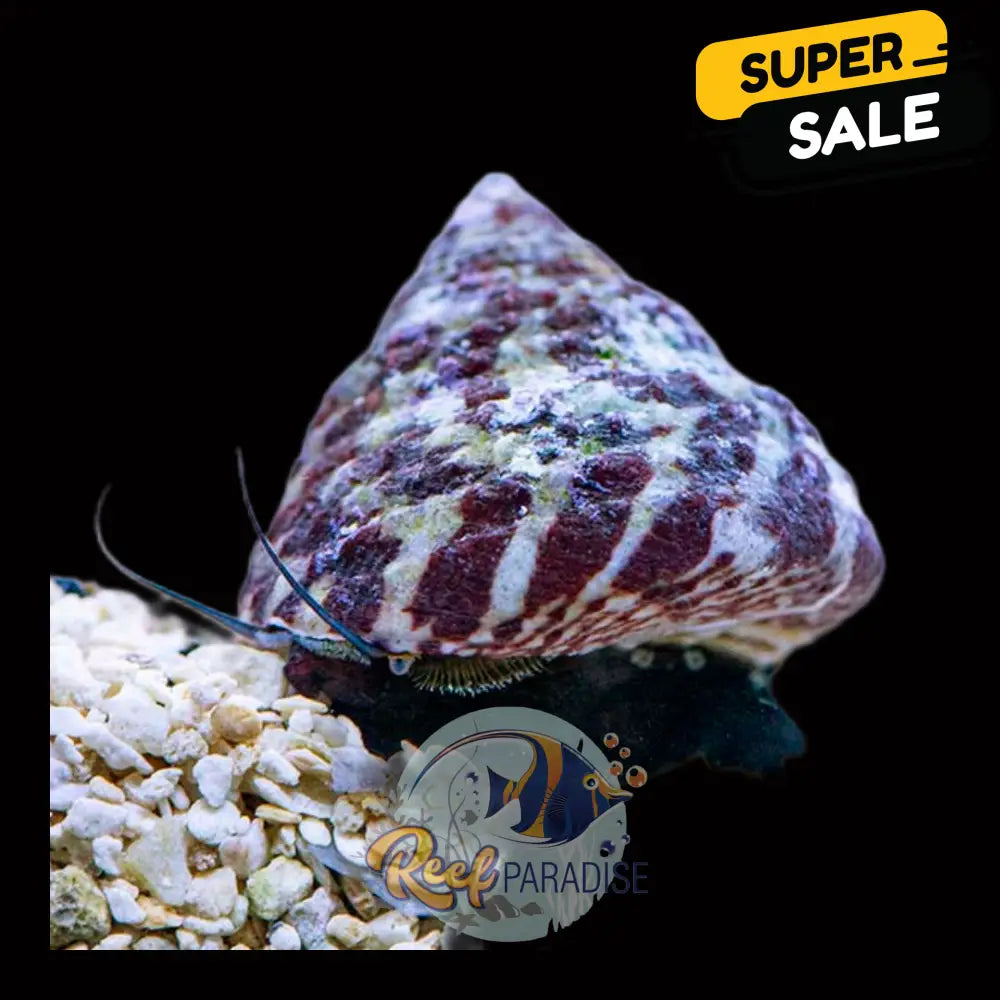 Banded Trochus Snail Medium – Reef Paradise