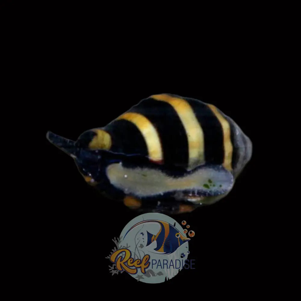 Bumble Bee Snail – Reef Paradise
