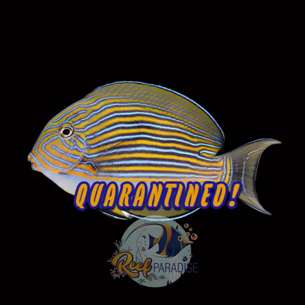 Clown Tang (Small) – Reef Paradise