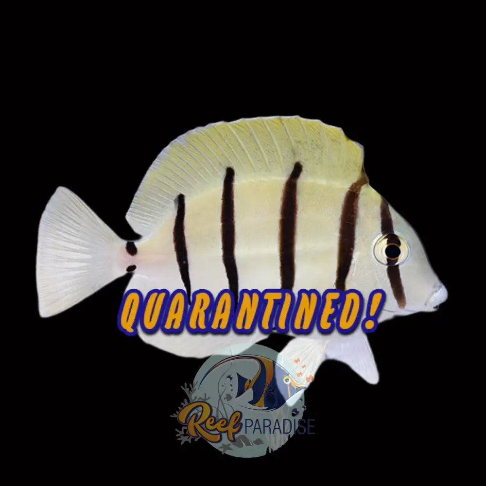 Convict Tang – Reef Paradise