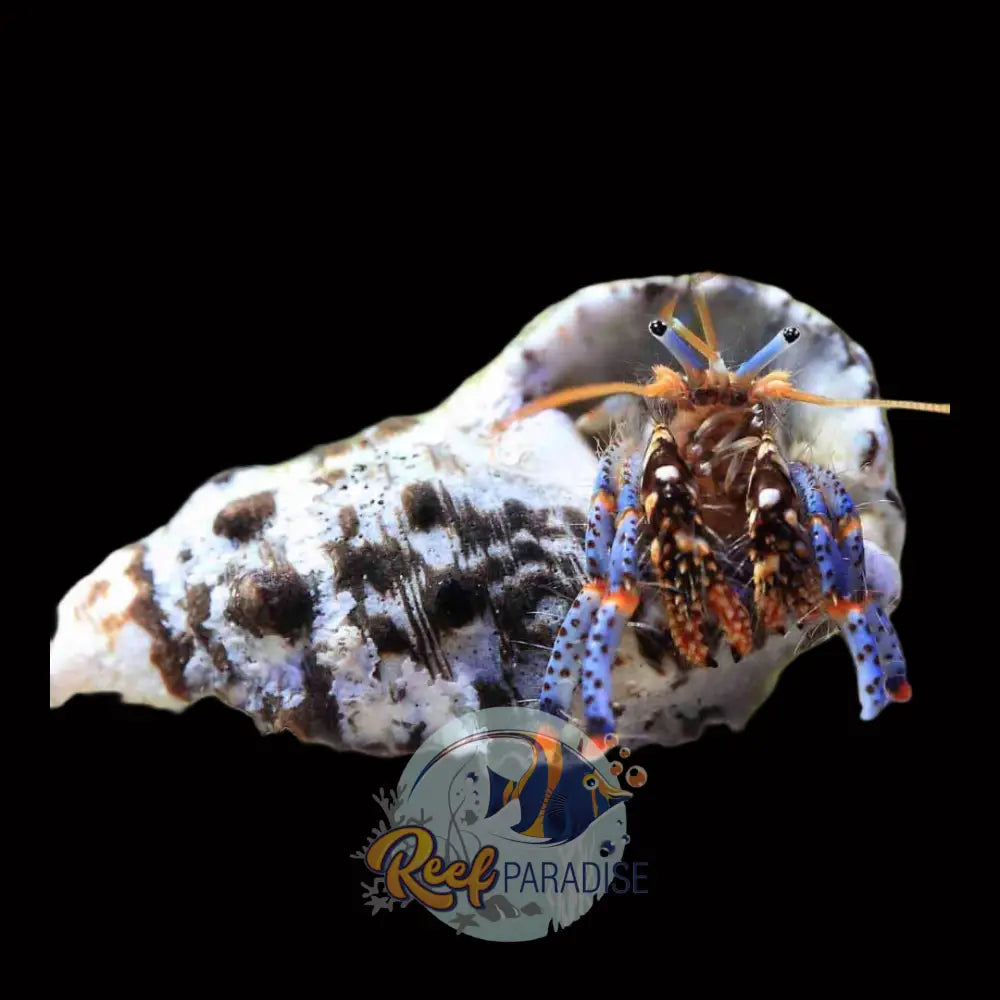 Dwarf Hermit Crab – Reef Paradise