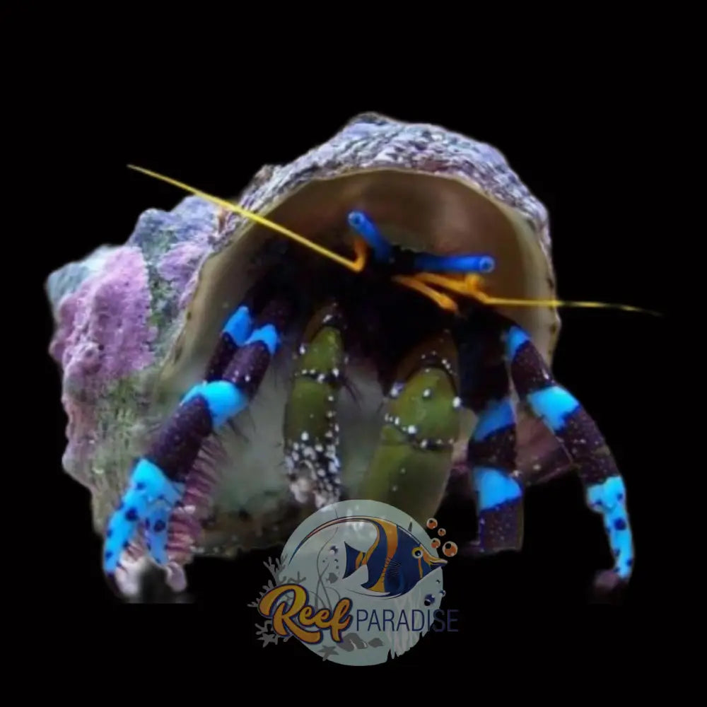 Electric Blue Leg Hermit Crab – Reef Paradise