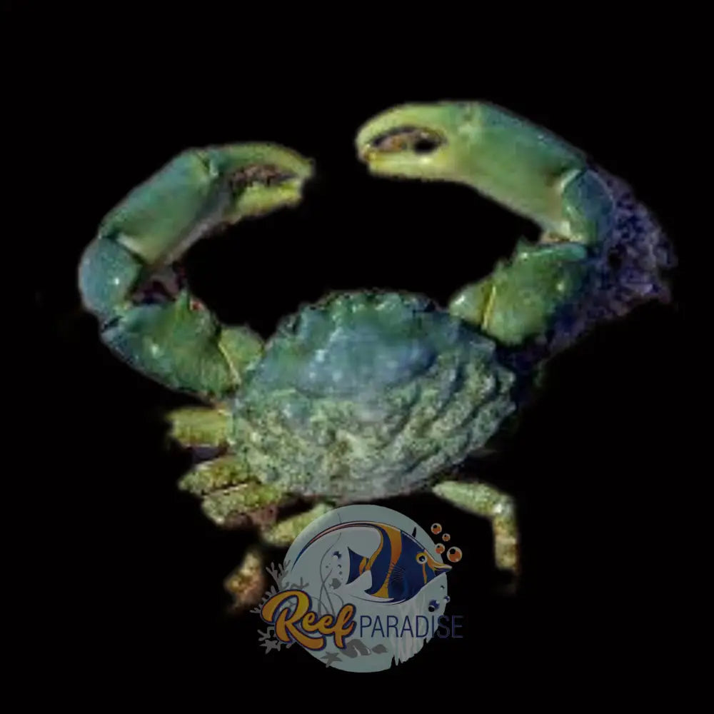 Emerald Crab – Reef Paradise