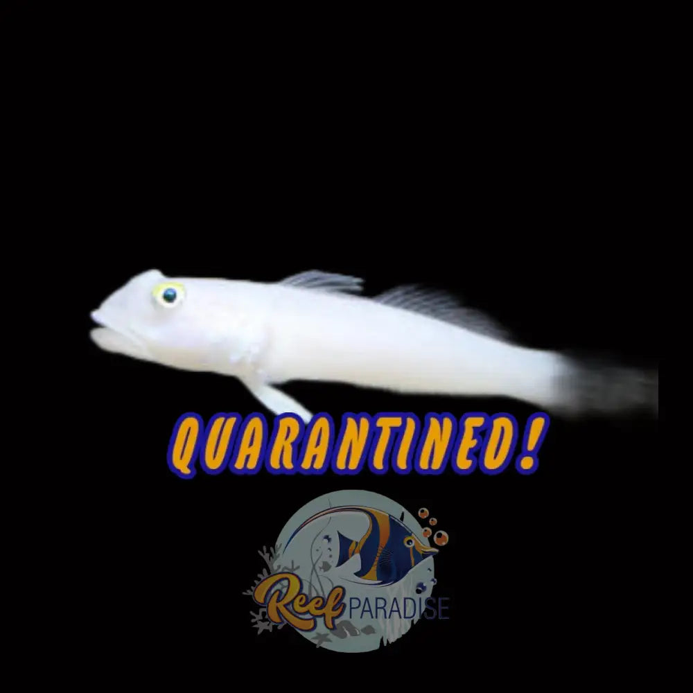 Ladder Glider Sand Sifting Goby – Reef Paradise