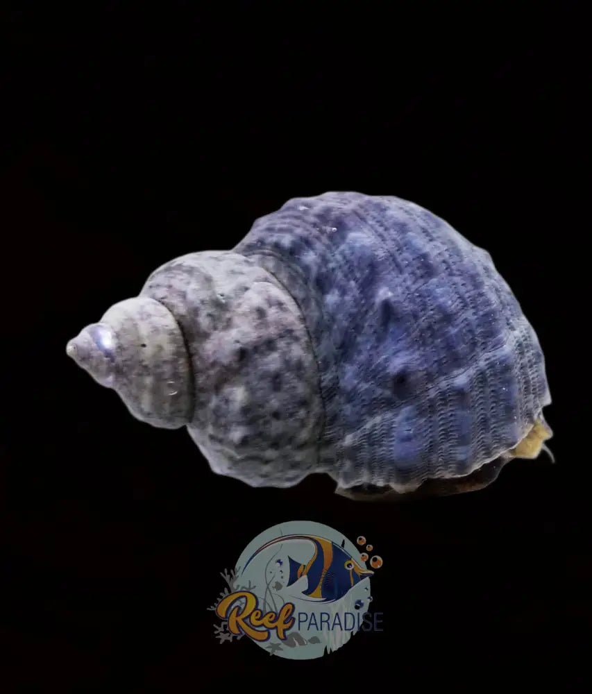 Mexican Turbo Snail – Reef Paradise