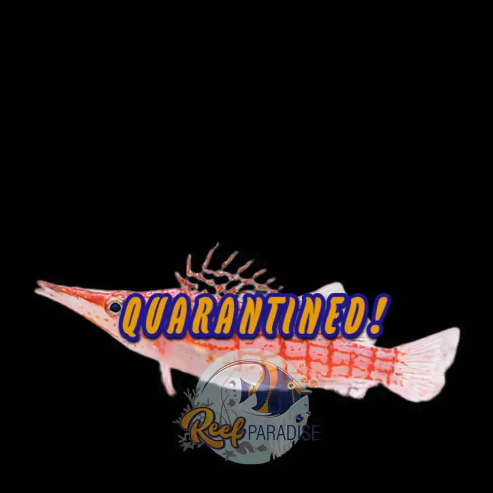 Long nose Hawk – Reef Paradise