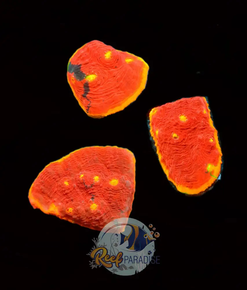 OG RR Rainbow Dynamite Chalice frag – Reef Paradise