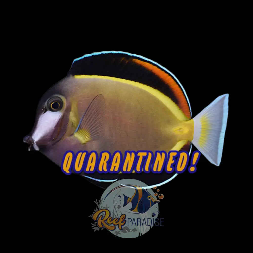 Powder Brown Tang Medium – Reef Paradise