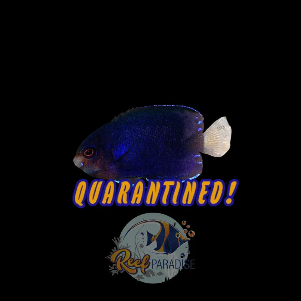 Royal Blue Pygmy Angelfish – Reef Paradise