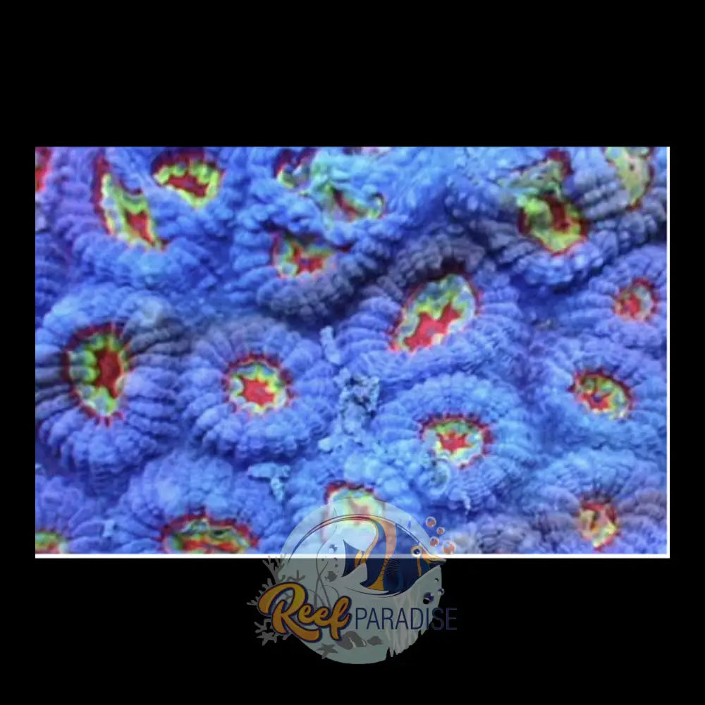 RR Blue Devil Favia – Reef Paradise