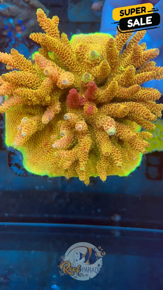 RR Rainbow Splice Frag (YELLOW) – Reef Paradise