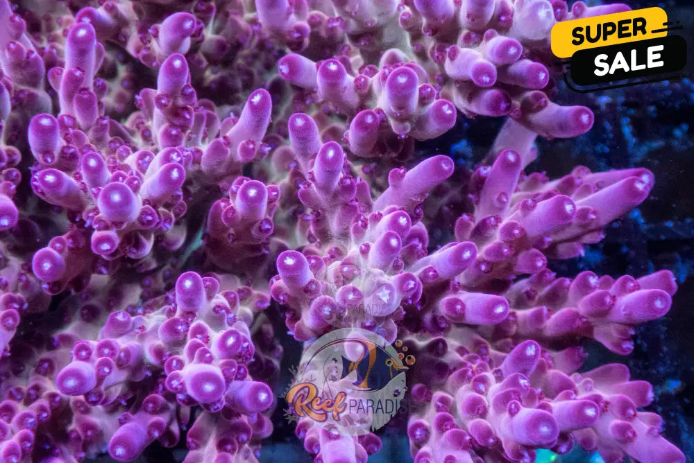 RR Rainbow Twizler – Reef Paradise