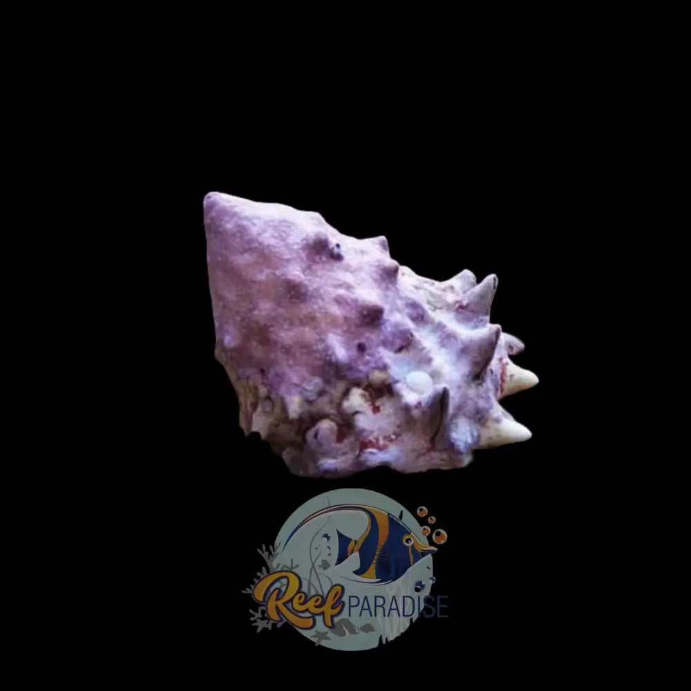 Spiny Tectus Snail – Reef Paradise