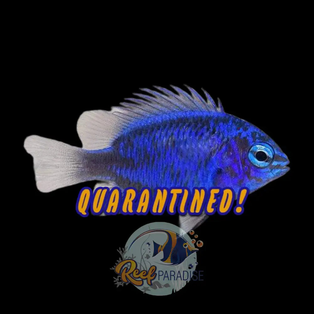 Springeri Damsel *Flatworm Eaters* – Reef Paradise
